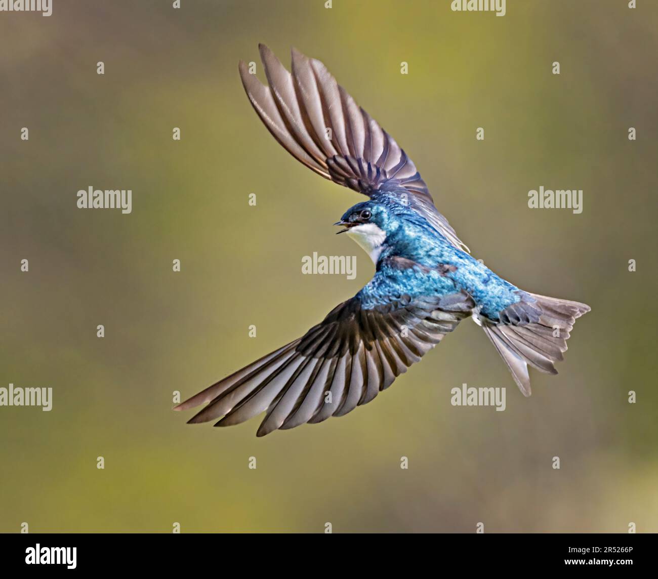 Tree Swallow In Flight against a soft pastel out of focus background ...