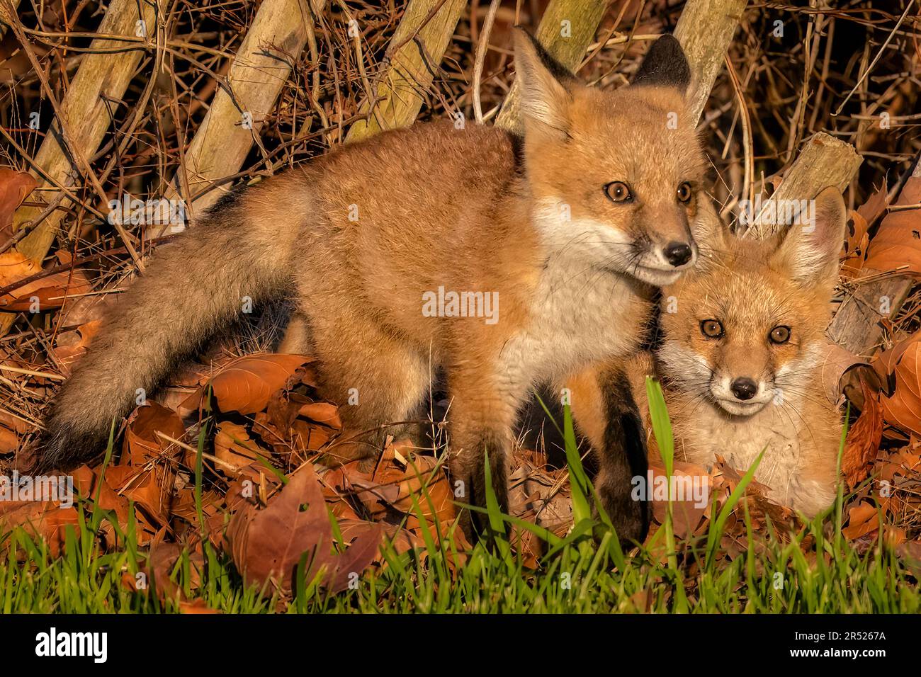 Fox Kit Sibilings - Couple of Fox Cubs enjoy the warm light of the sun ...