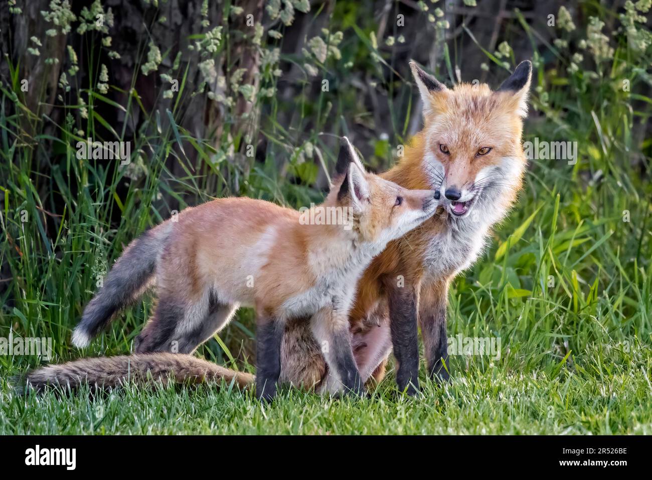 Fox Cub And Vixen - A tender moment between the young fox and mom ...