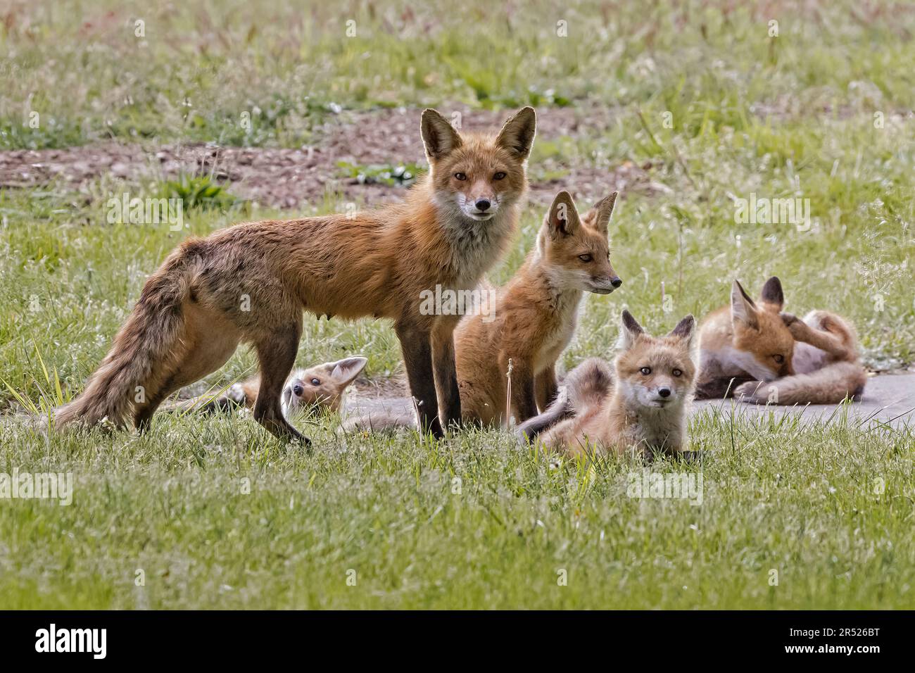 Fox Family Id