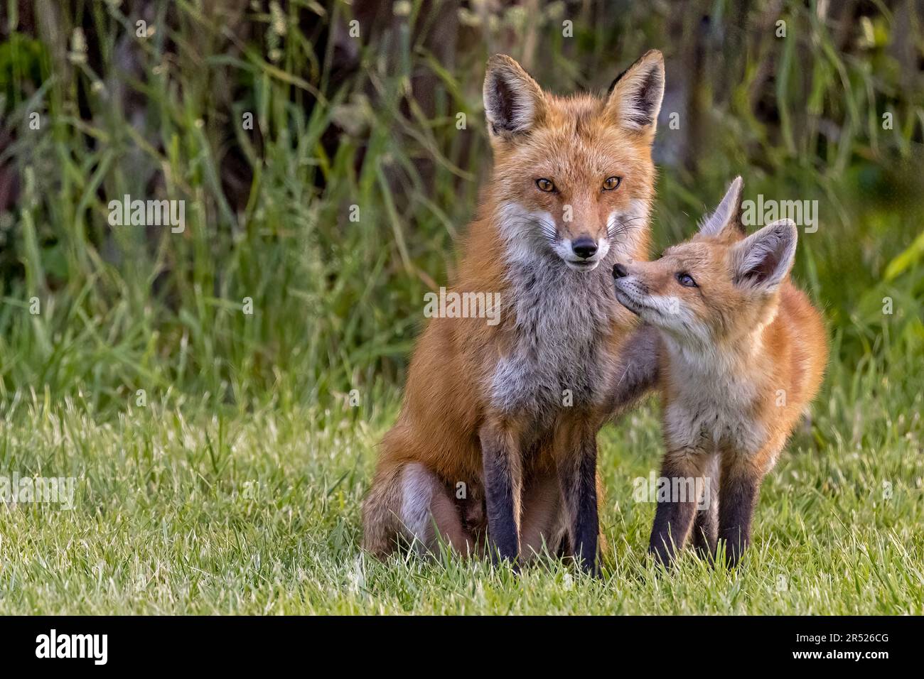 Fox Kit And Vixen - A tender moment between the young fox and mom ...