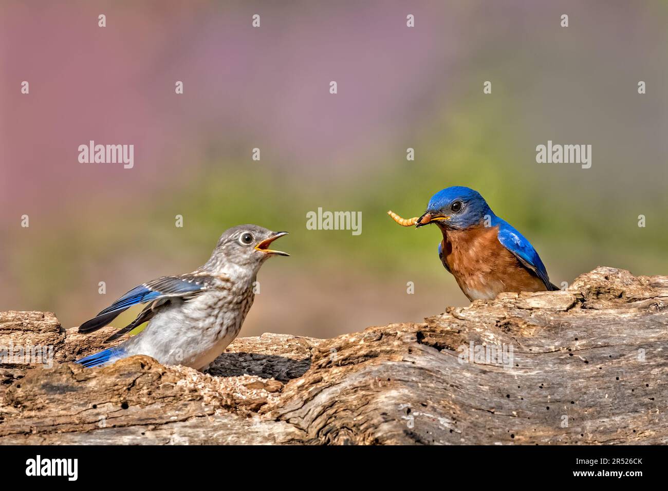 Eastern Bluebird Family - Male Eastern Bluebird feeds mealworms to his ...