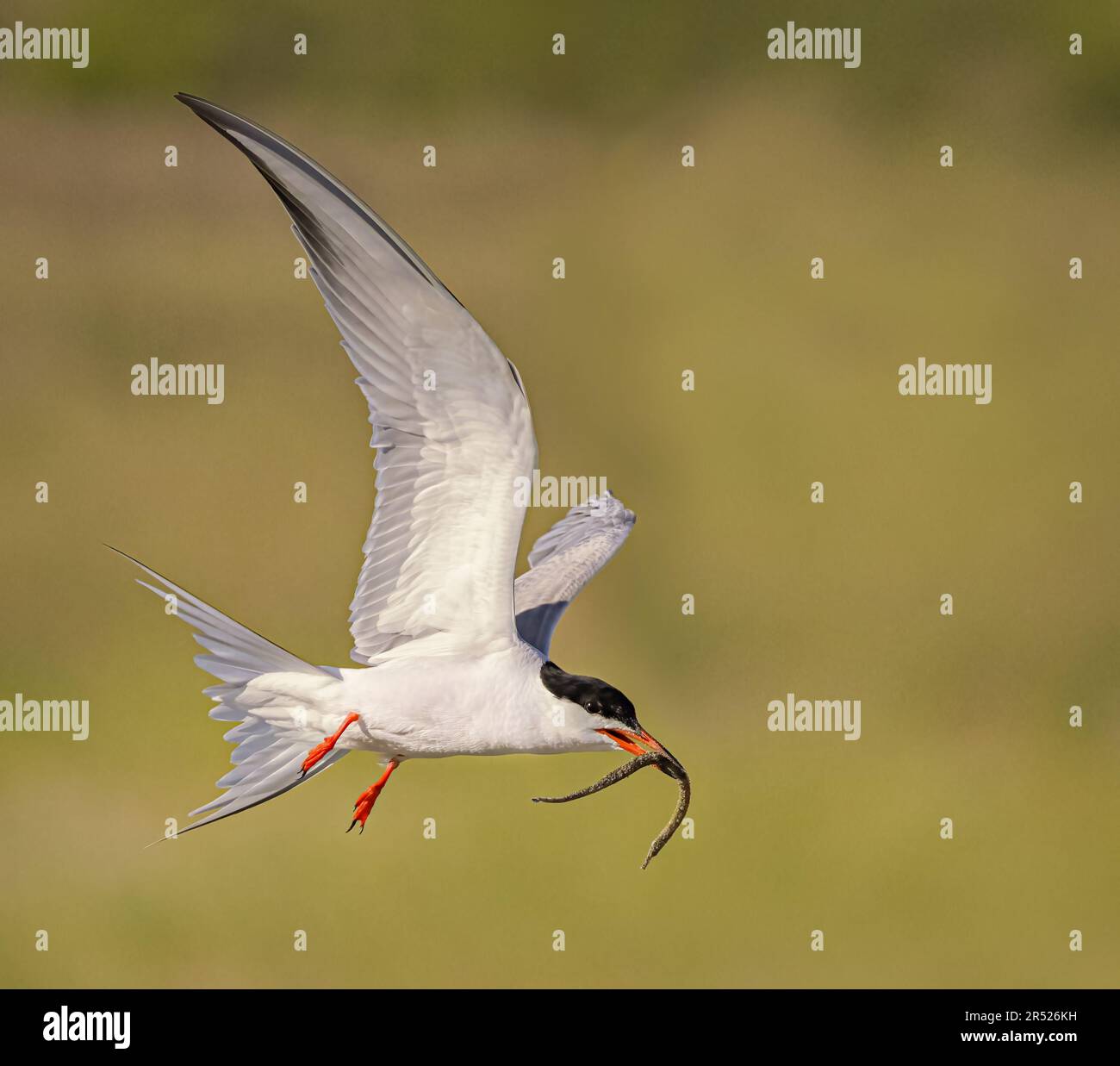 Tern In Flight - Common tern flying close to the grasses with a fish in ...