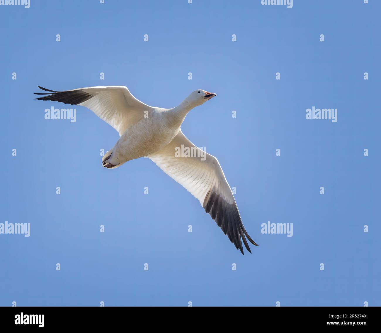 Snow Geese In Flight Stock Photo - Alamy