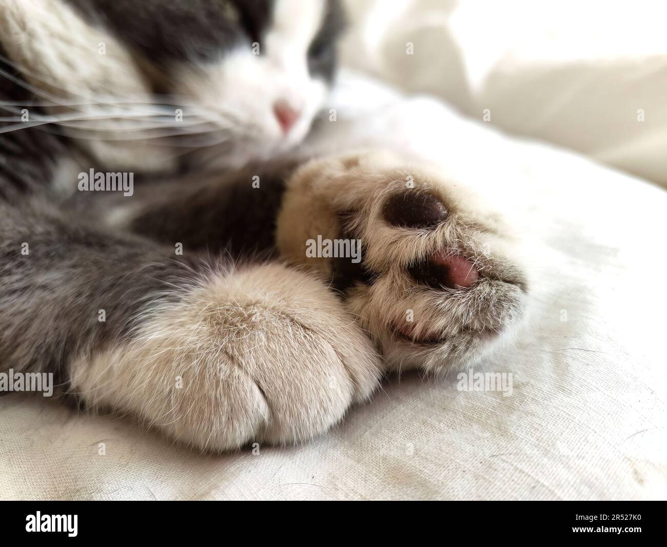 Close-up shot capturing the adorable detail of a sleeping cat's paw ...