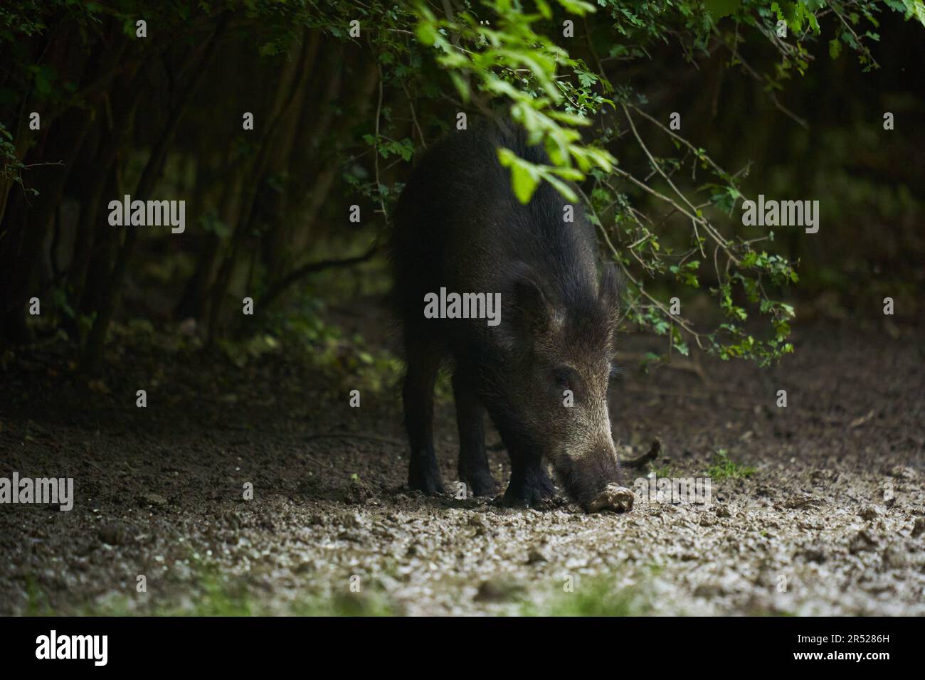 Large young wild hog (feral pig) in the forest after sunset Stock Photo ...