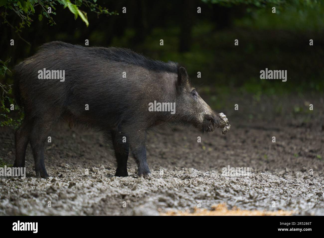 Large young wild hog (feral pig) in the forest after sunset Stock Photo ...