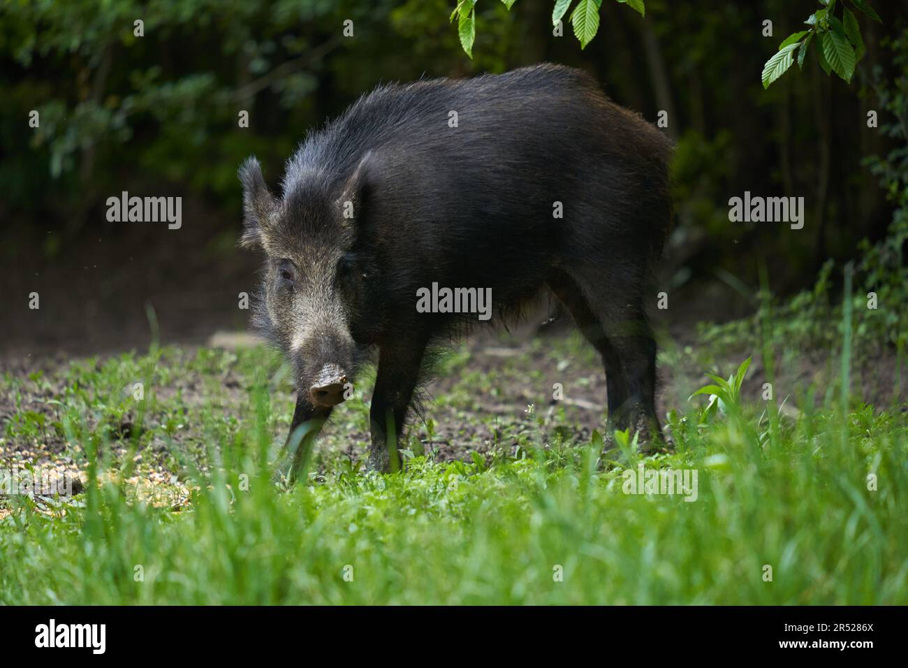 Large young wild hog (feral pig) in the forest after sunset Stock Photo ...