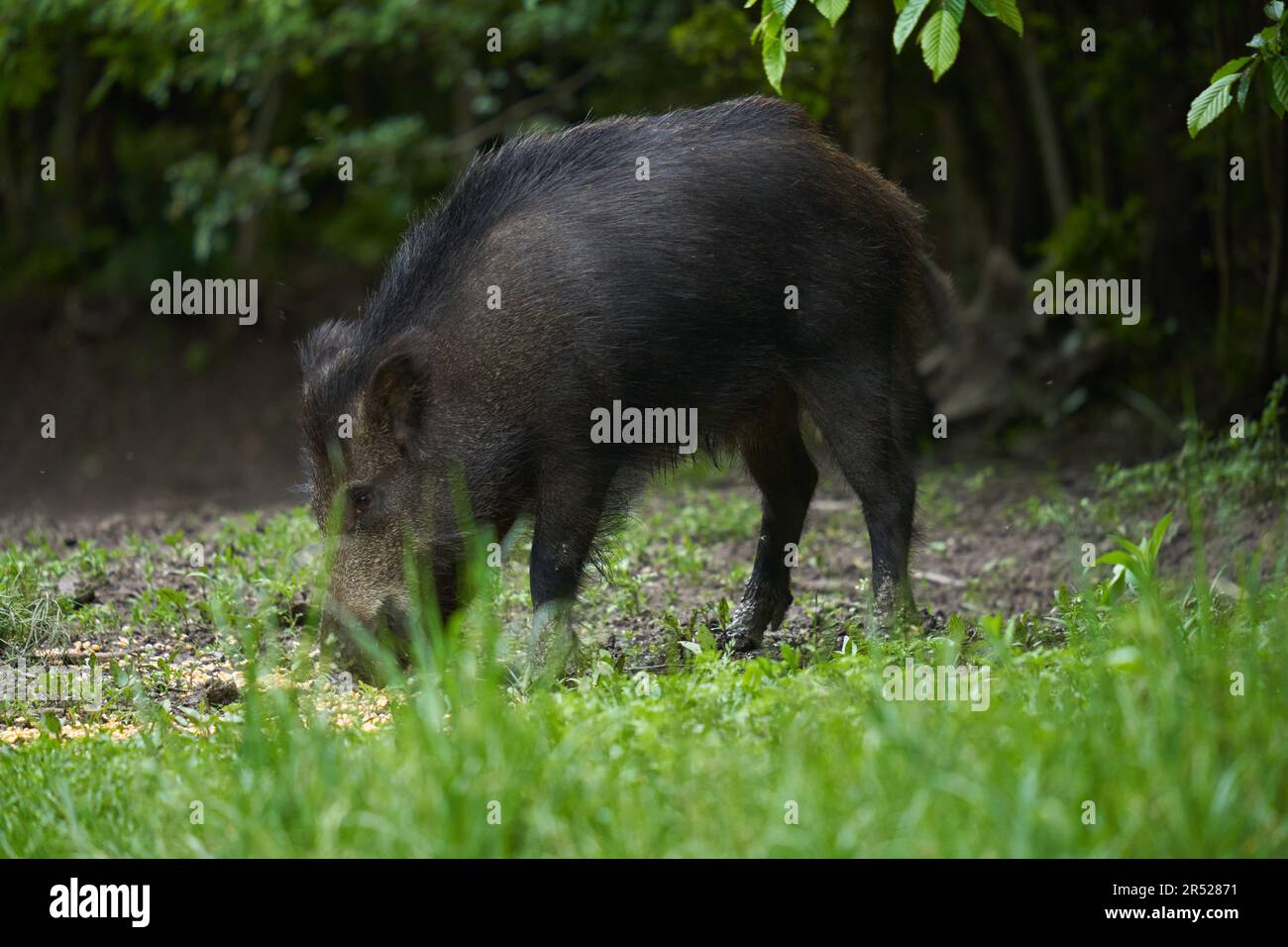 Large young wild hog (feral pig) in the forest after sunset Stock Photo ...