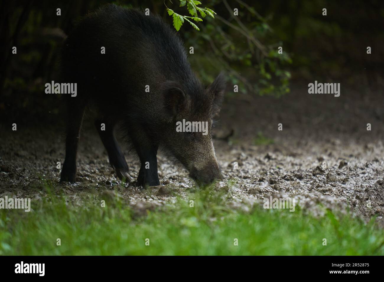 Feral hog damage hi-res stock photography and images - Alamy