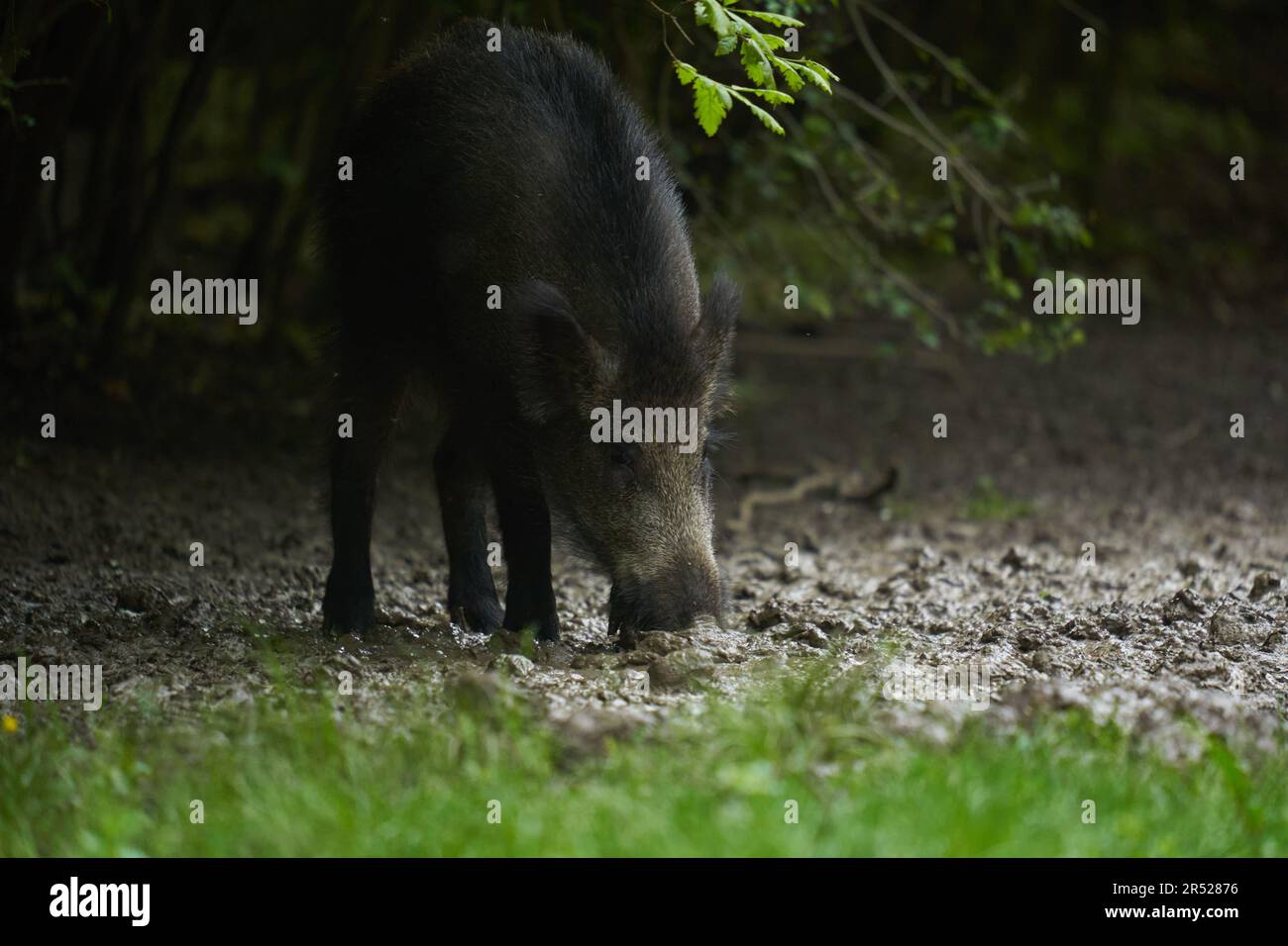 Large young wild hog (feral pig) in the forest after sunset Stock Photo ...