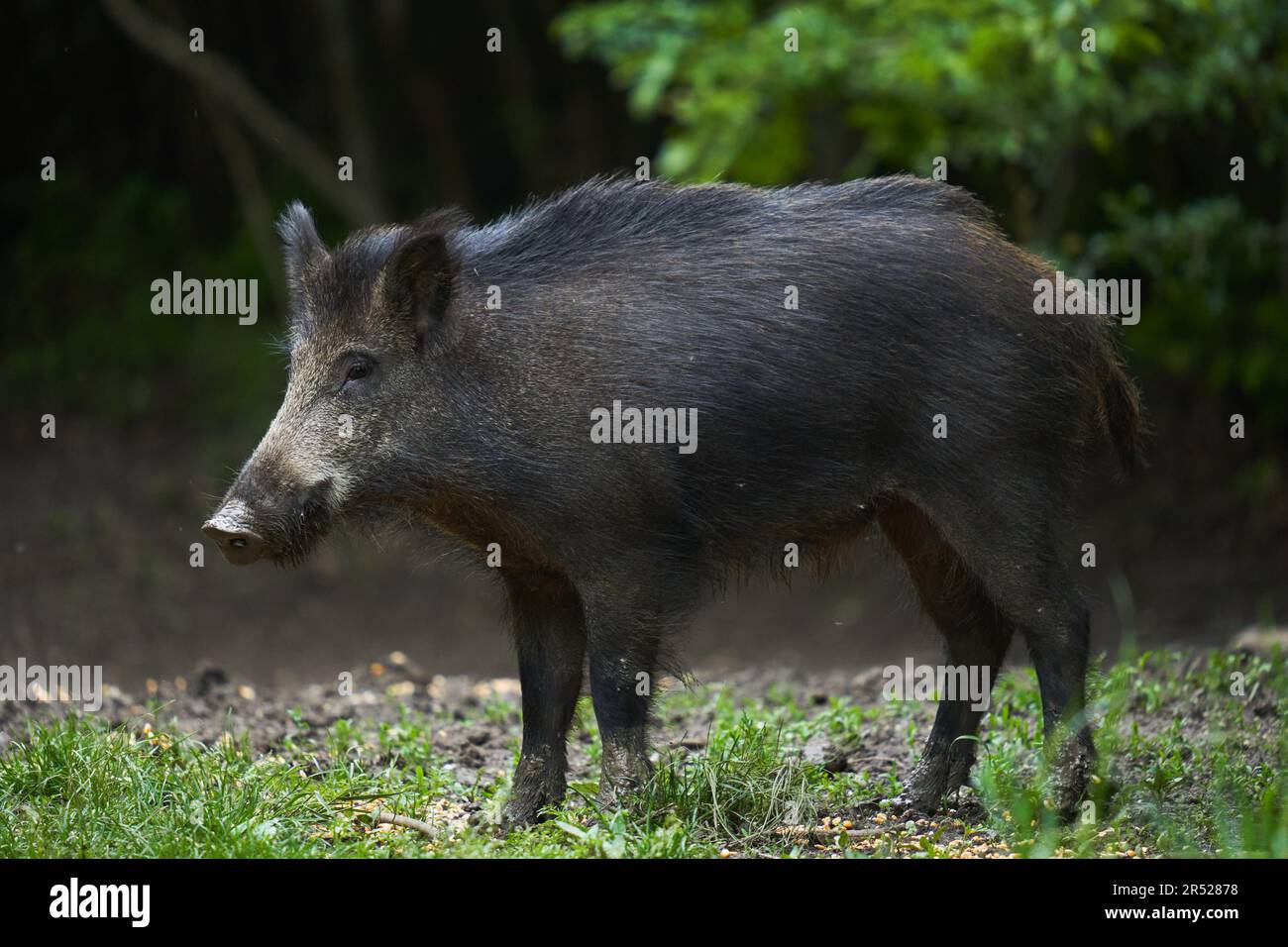 Large young wild hog (feral pig) in the forest after sunset Stock Photo ...