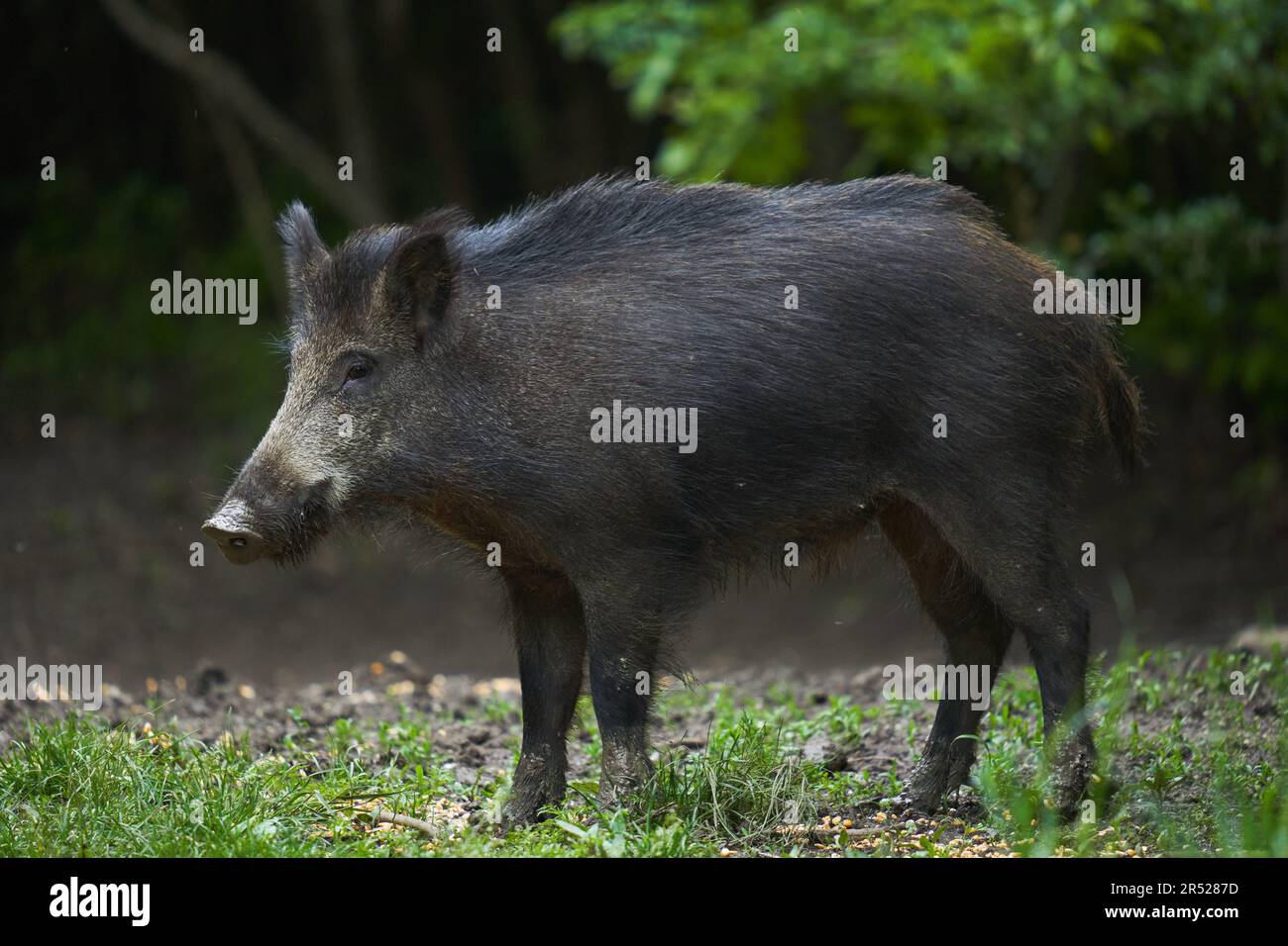 Large young wild hog (feral pig) in the forest after sunset Stock Photo ...