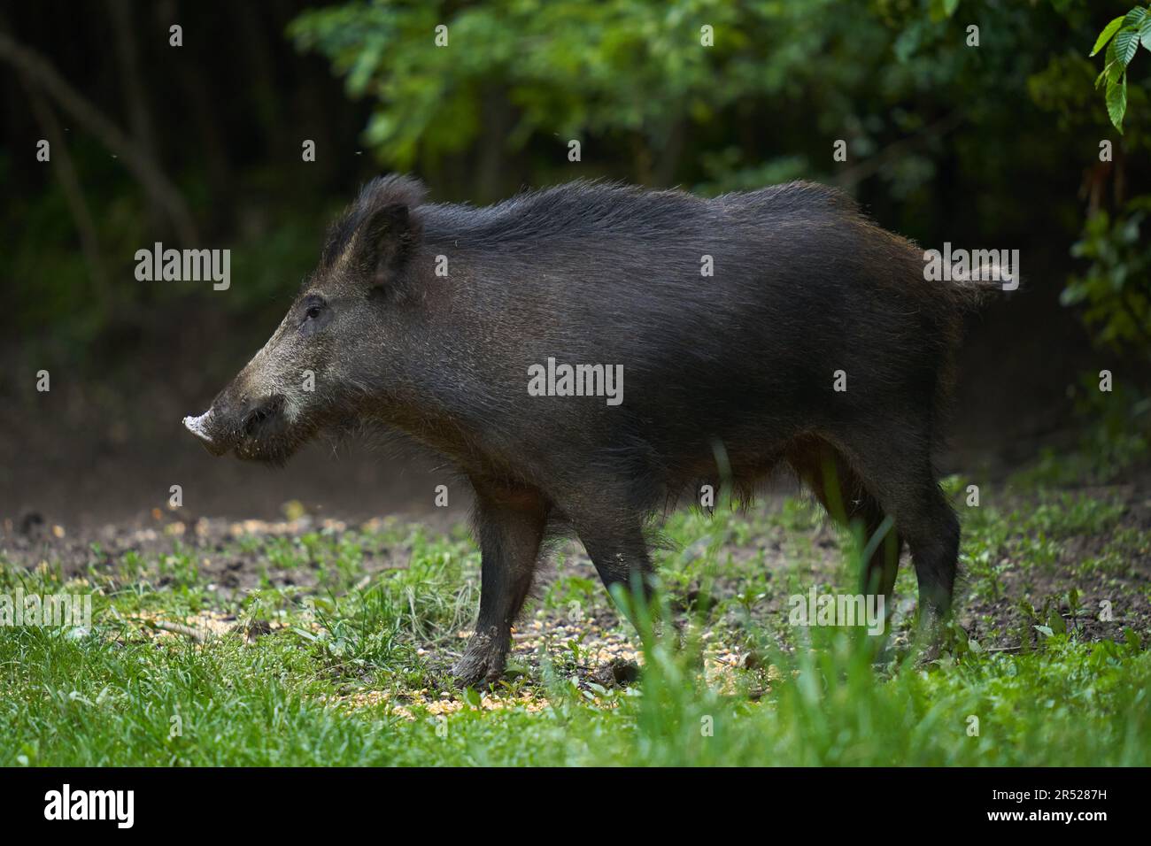 Large young wild hog (feral pig) in the forest after sunset Stock Photo ...