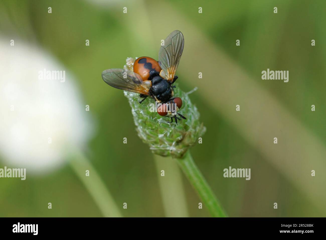 Natural closeup on the parasitoid tachinid fly , Gymnosoma rotundatum ...