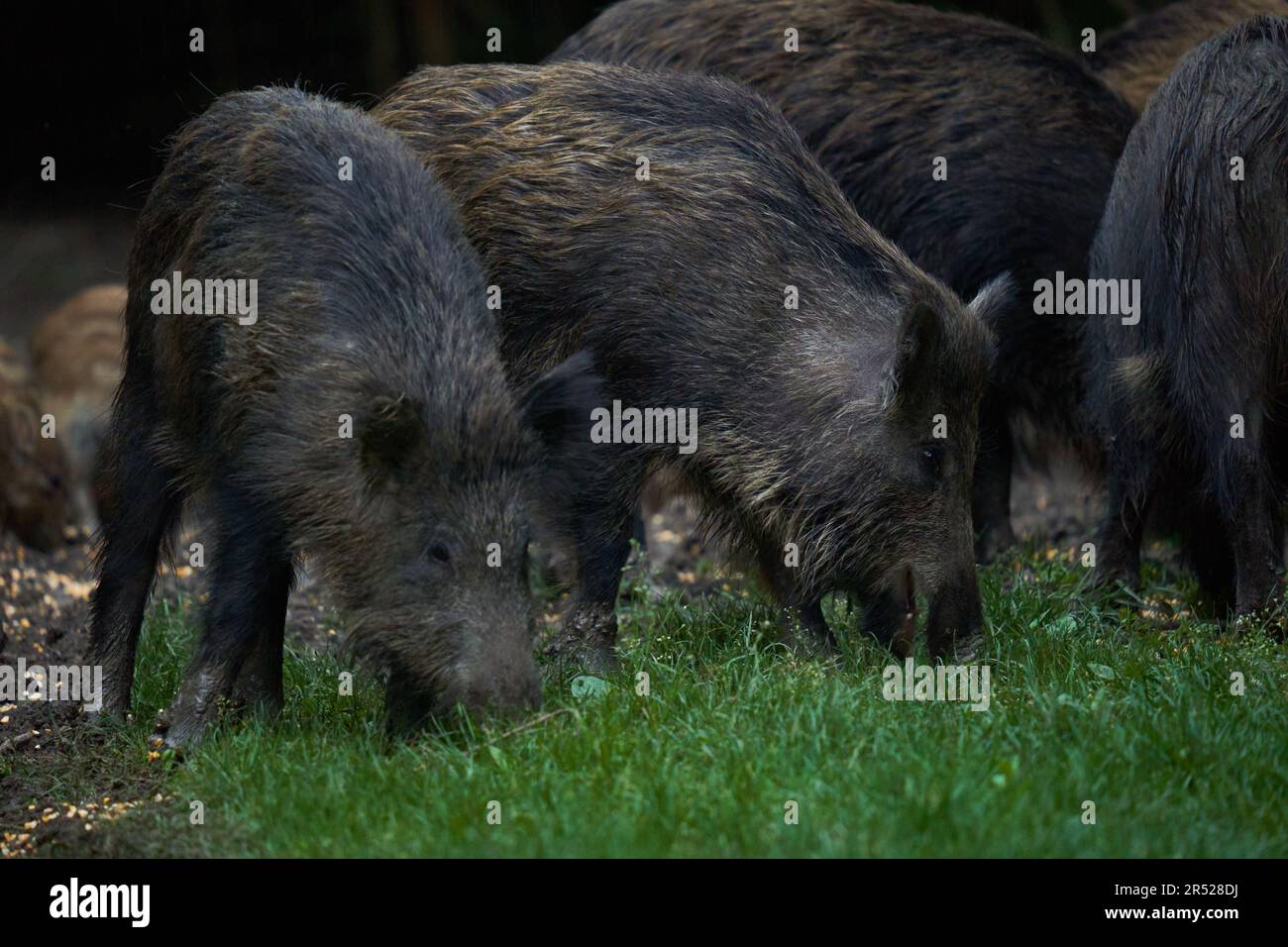A herd of wild hogs (feral pigs) of all ages, rooting in the forest ...