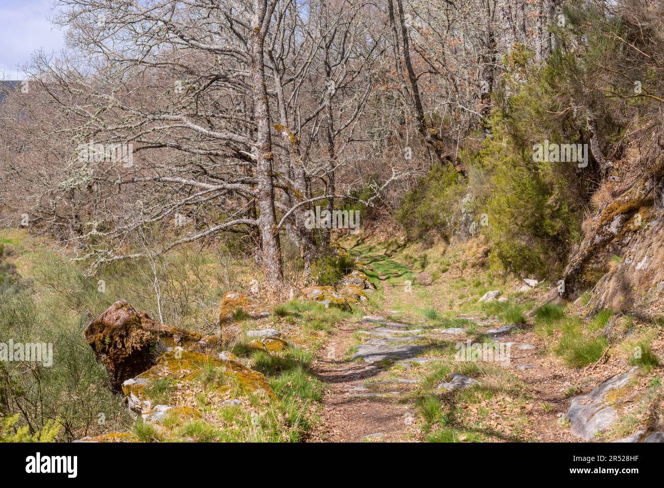 The road in the Camino de Santiago pilgrimage, crossing a green forest ...