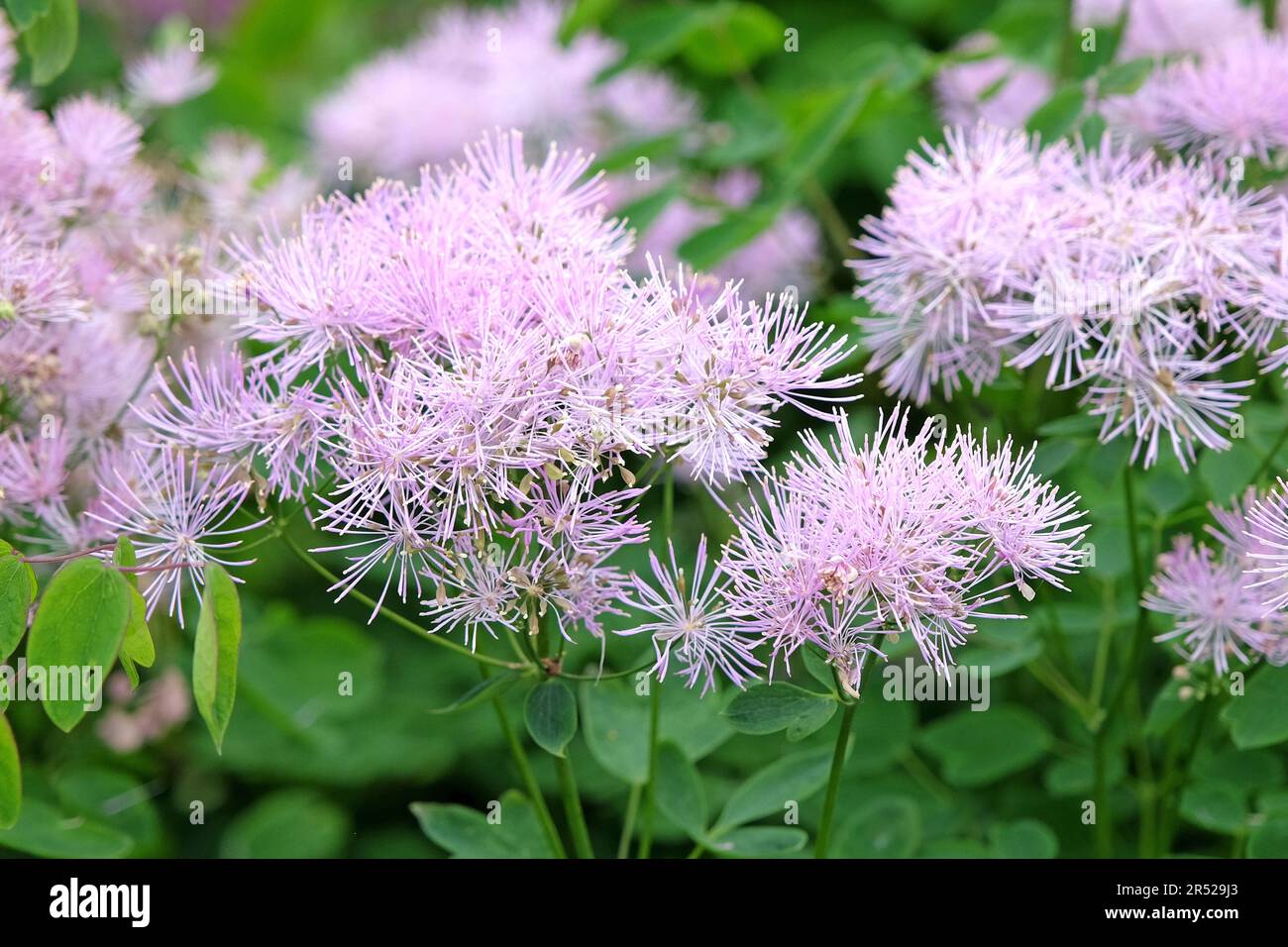 Pink Columbine meadow rue in flower Stock Photo - Alamy