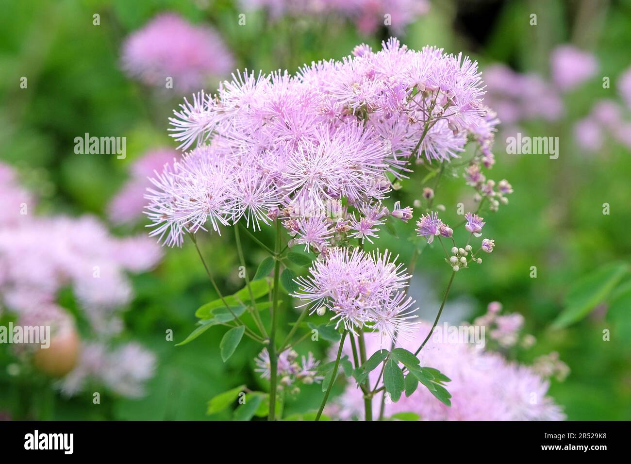 Columbine meadow rue hi-res stock photography and images - Alamy