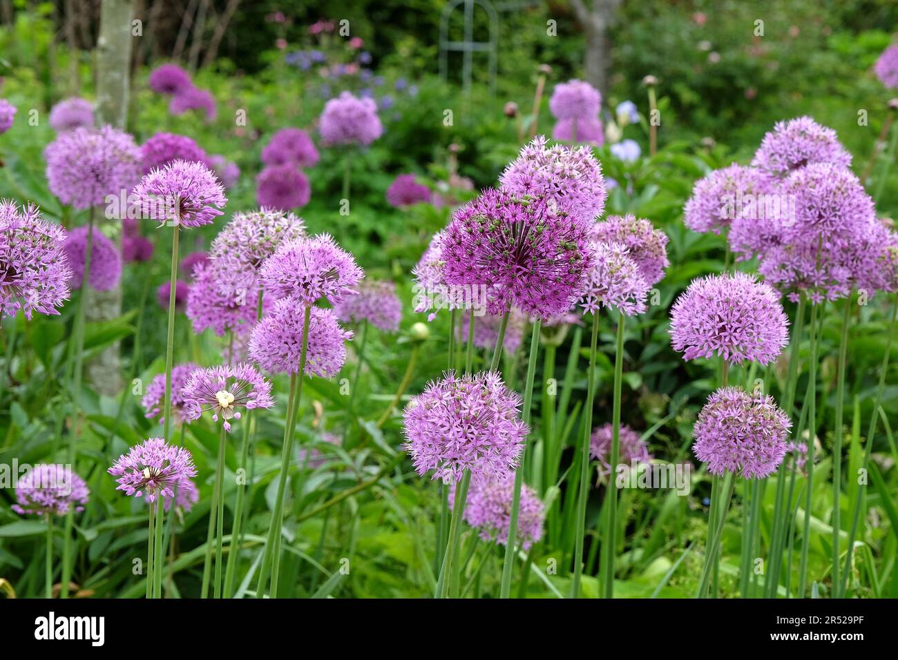 Allium 'Globemaster' in flower Stock Photo - Alamy