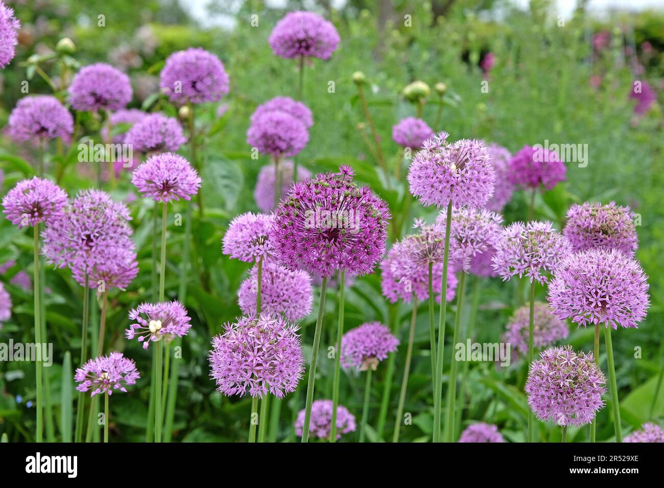 Allium 'Globemaster' in flower Stock Photo - Alamy