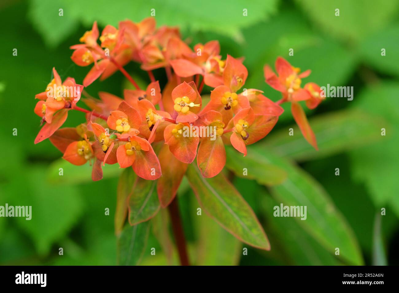 Euphorbia griffithii 'Fireglow' in flower Stock Photo - Alamy