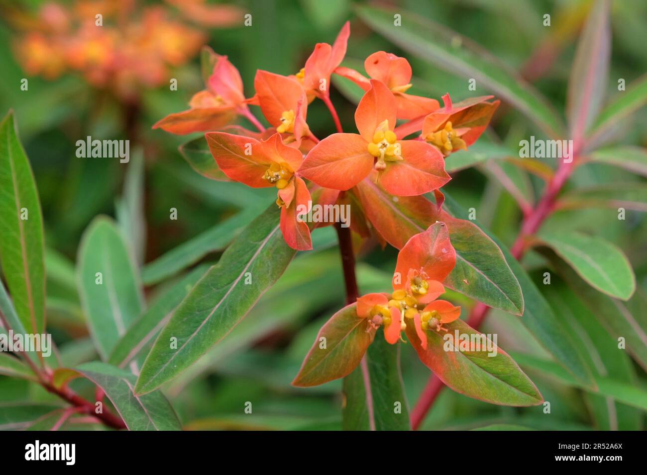 Euphorbia griffithii 'Fireglow' in flower Stock Photo - Alamy