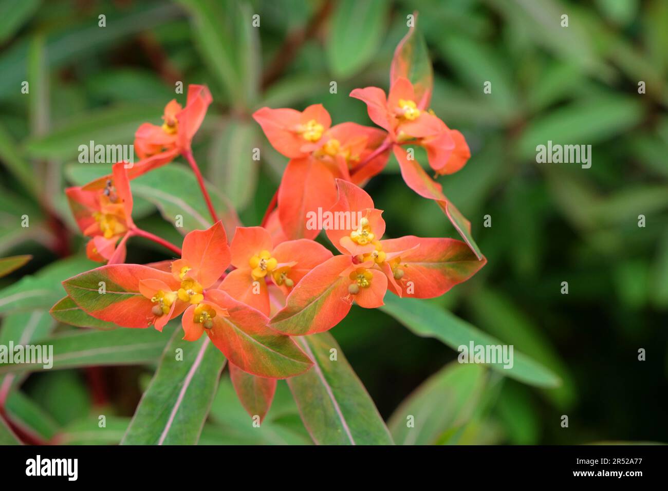 Euphorbia griffithii 'Fireglow' in flower Stock Photo - Alamy