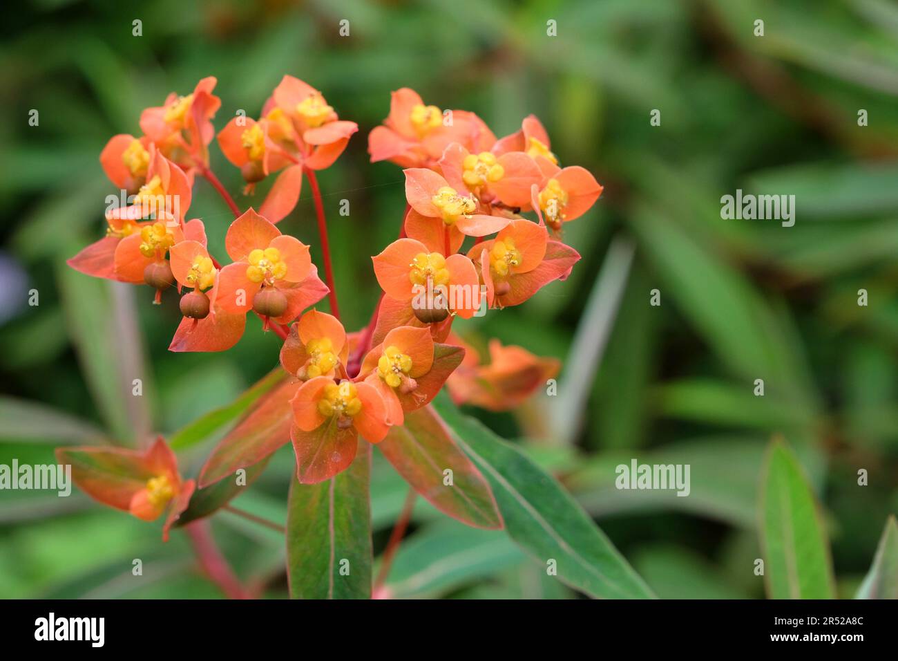 Euphorbia griffithii 'Fireglow' in flower Stock Photo - Alamy