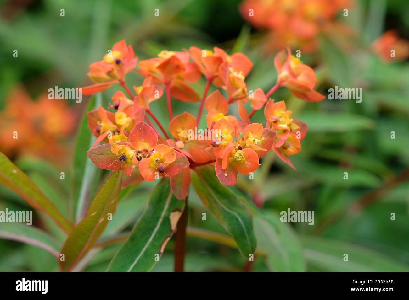Euphorbia griffithii 'Fireglow' in flower Stock Photo - Alamy