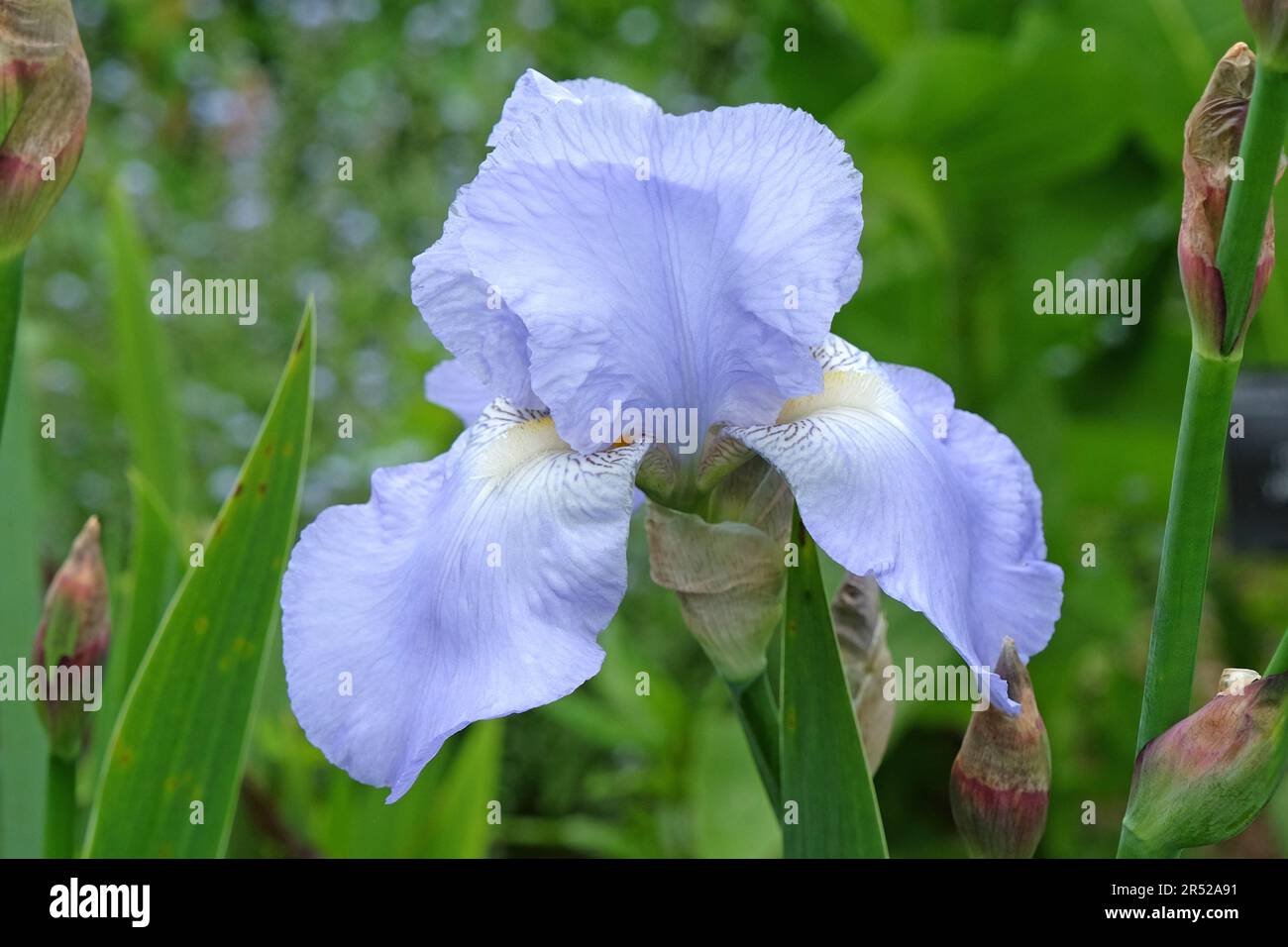 Iris 'Jane Phillips' in flower Stock Photo - Alamy