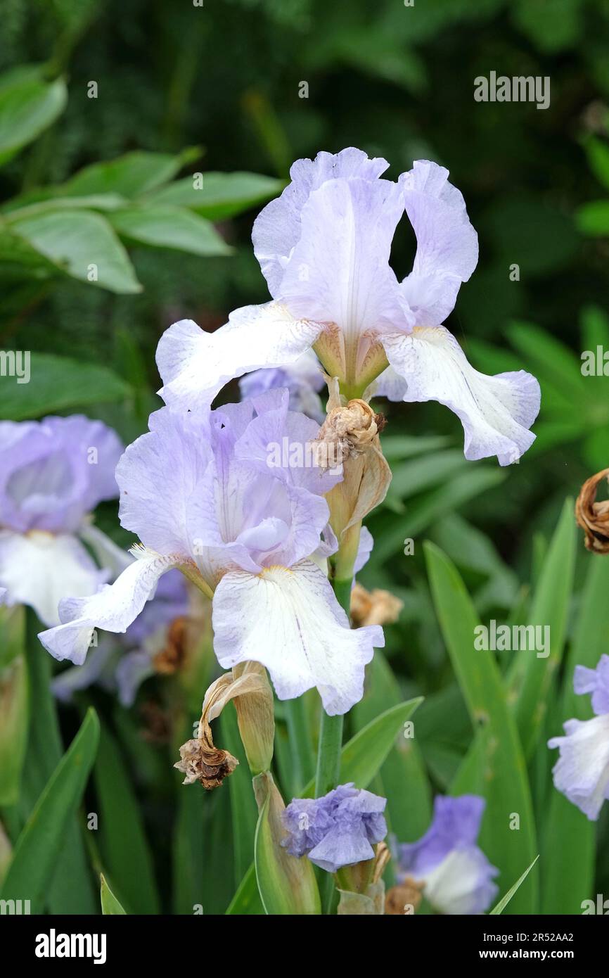 Iris tirra lirra hi-res stock photography and images - Alamy