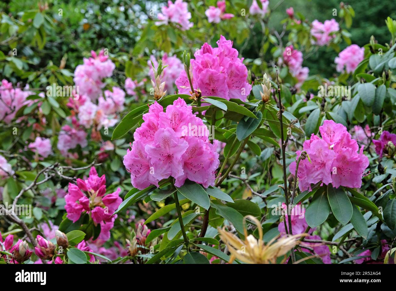 Pink rhododendron hybrid in flower Stock Photo - Alamy