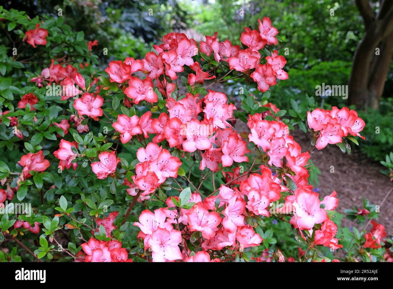 Azalea Rhododendron 'Valentine Surprise' in flower Stock Photo - Alamy
