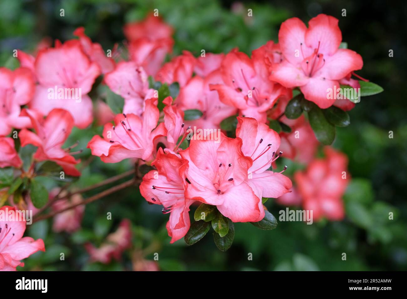 Azalea Rhododendron 'Valentine Surprise' in flower Stock Photo - Alamy