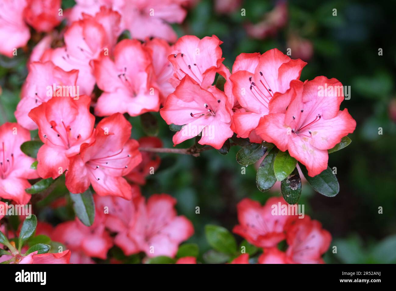 Azalea Rhododendron 'Valentine Surprise' in flower Stock Photo - Alamy