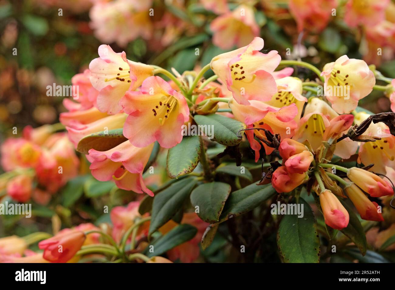 Rhododendron 'Perfect Lady' in flower Stock Photo - Alamy