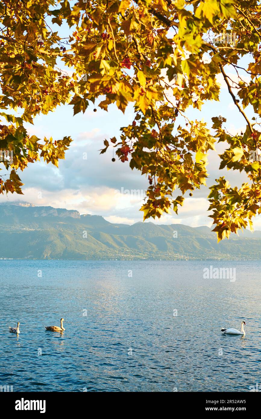 Fall vertical landscape with lake Geneva and autumn orange tree, mother ...