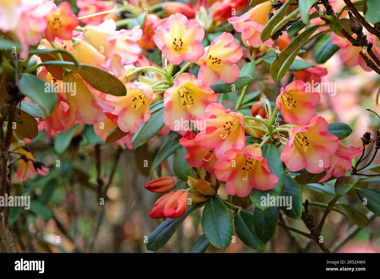 Rhododendron 'Perfect Lady' in flower Stock Photo - Alamy