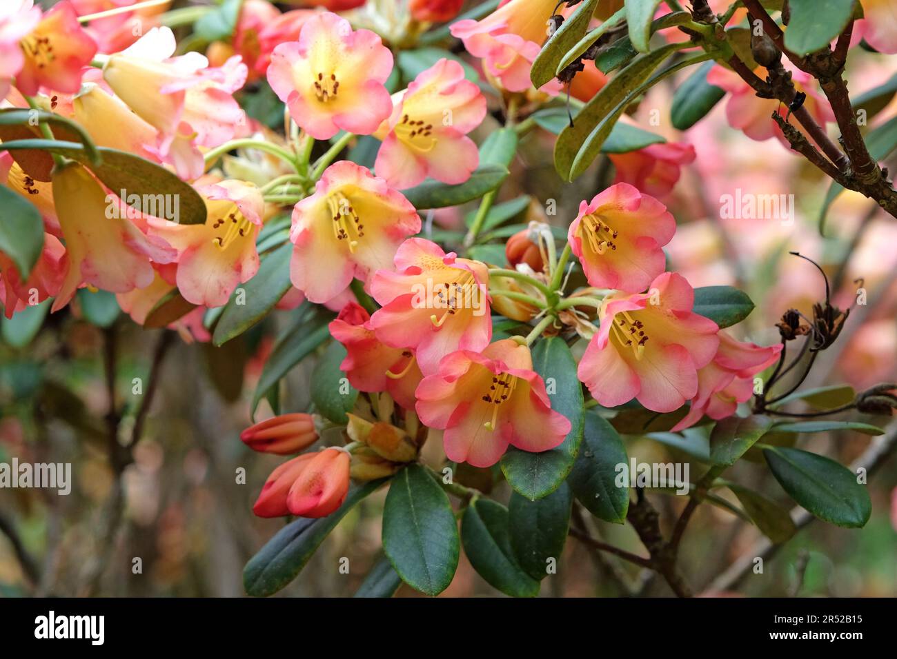 Rhododendron pink lady hi-res stock photography and images - Alamy