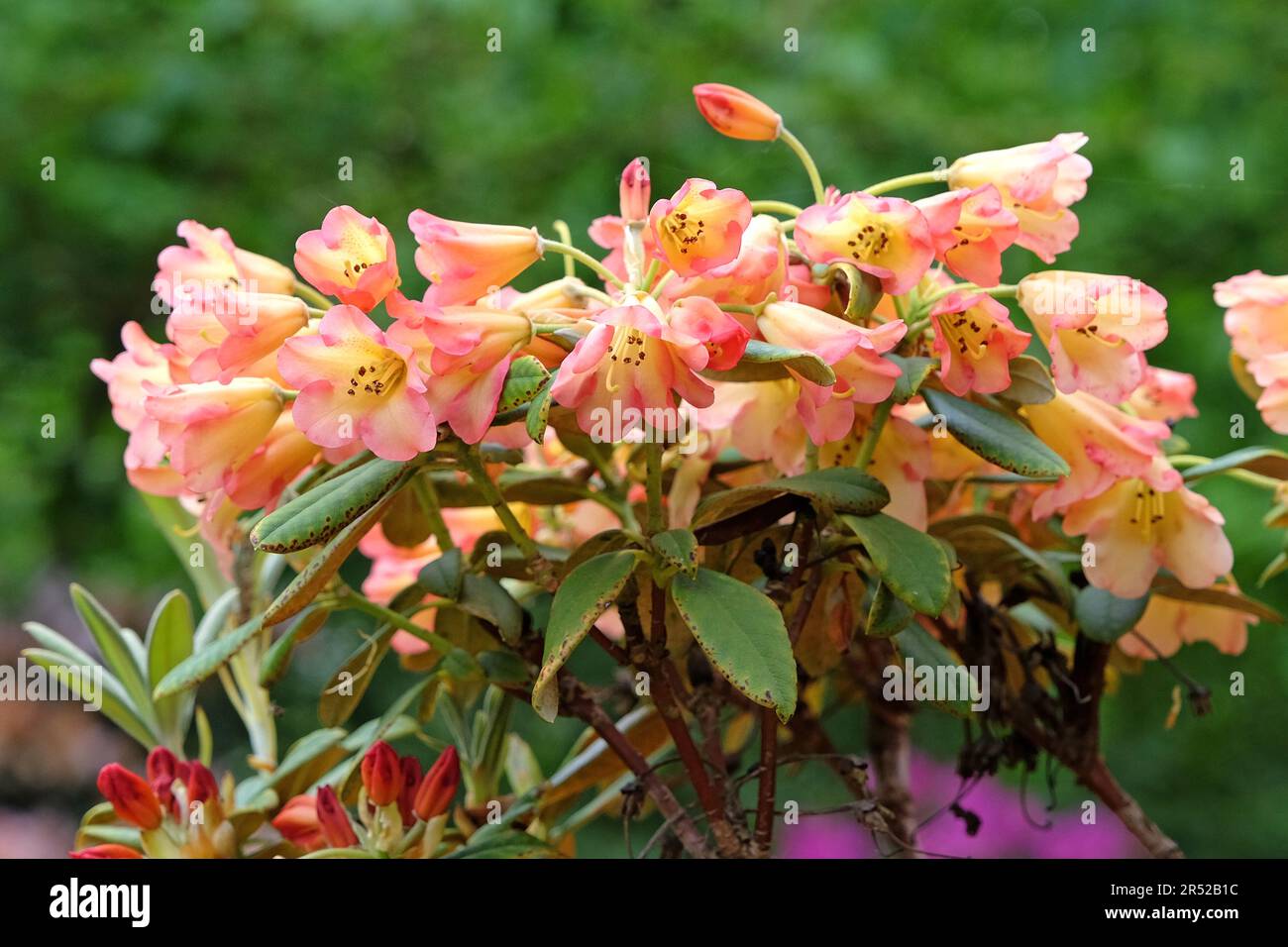 Rhododendron 'Perfect Lady' in flower Stock Photo - Alamy
