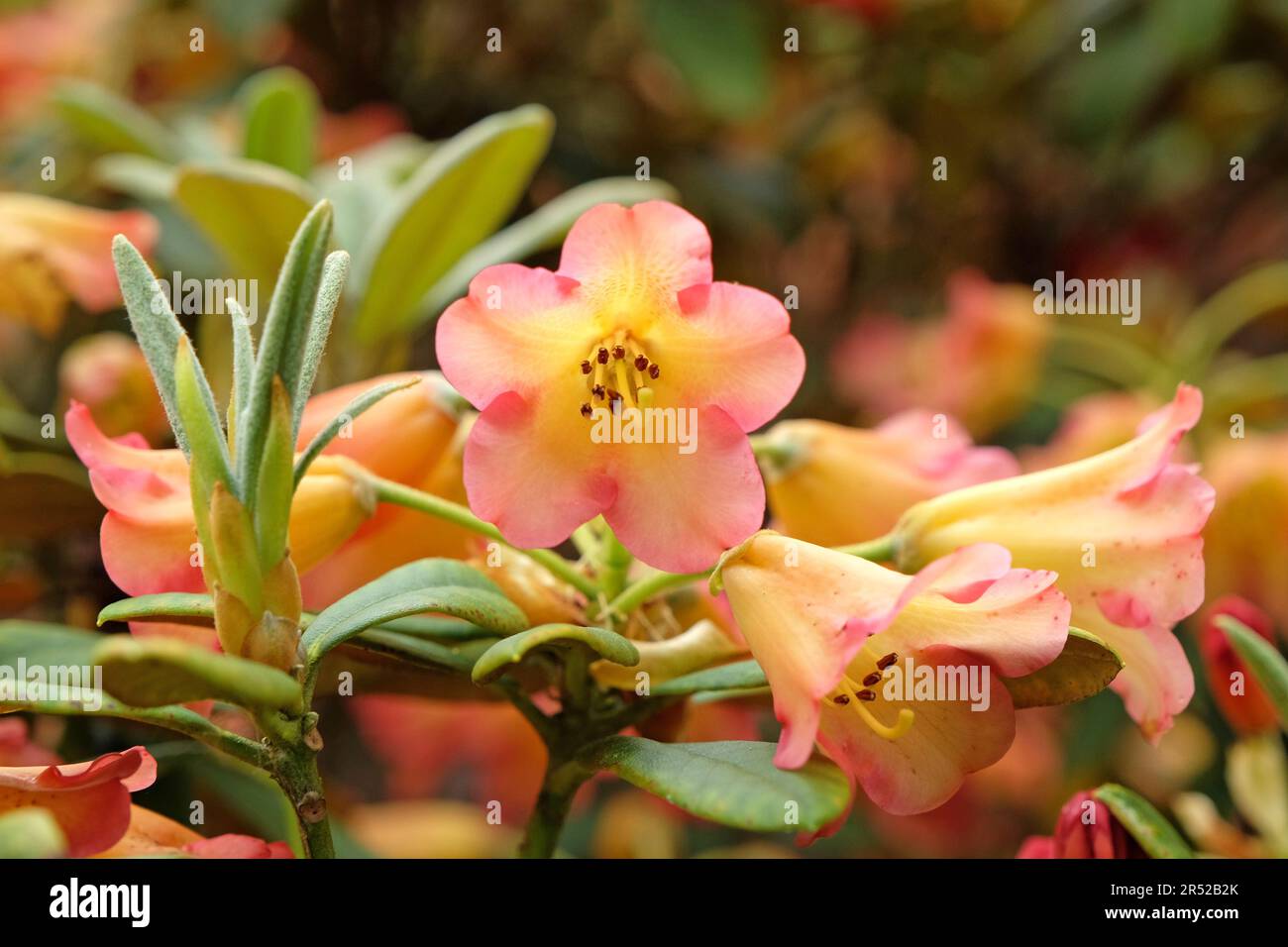 Rhododendron pink lady hi-res stock photography and images - Alamy