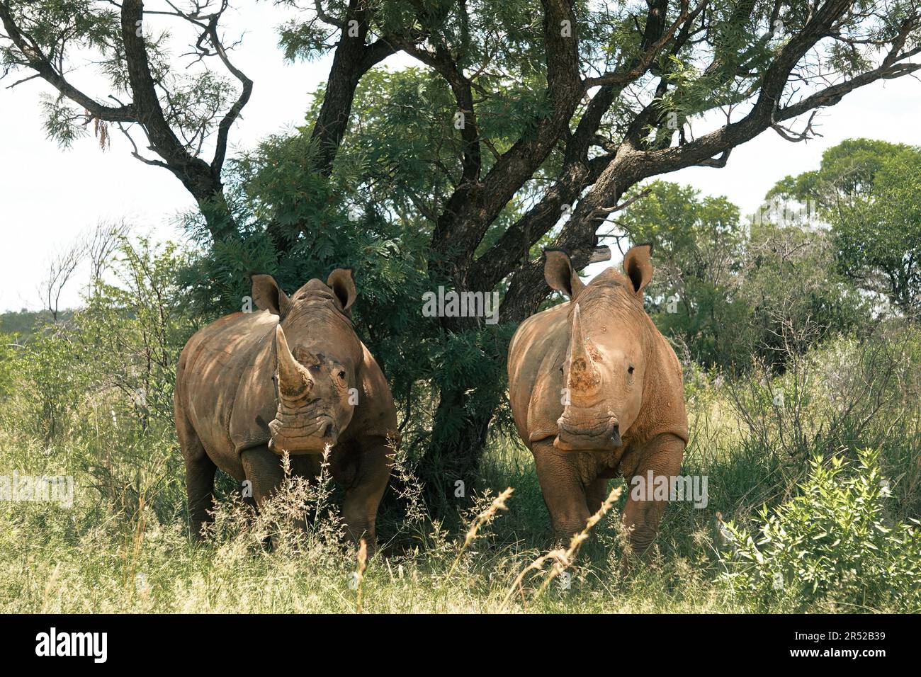 Two Rhino's looking into the lens Stock Photo - Alamy