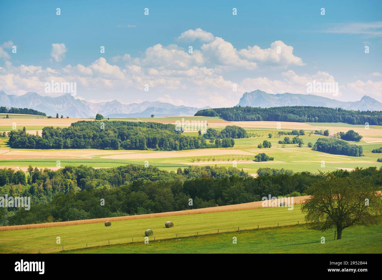 Beautiful summer landscape with bright green fields, canton of vaud ...