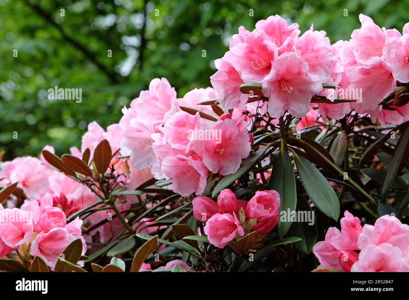 Rose rhododendrons hi-res stock photography and images - Alamy