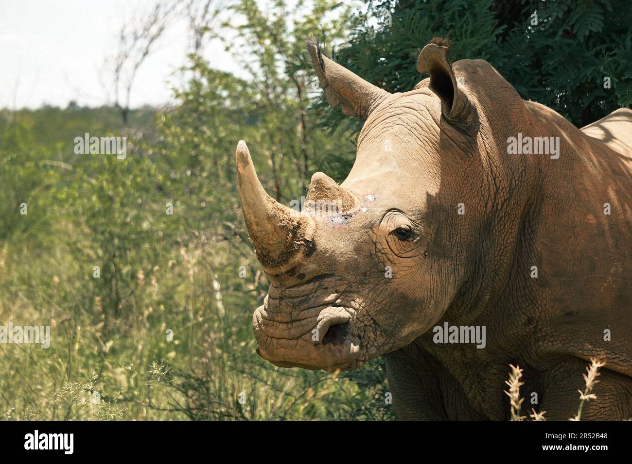 Rhino landscape hi-res stock photography and images - Alamy