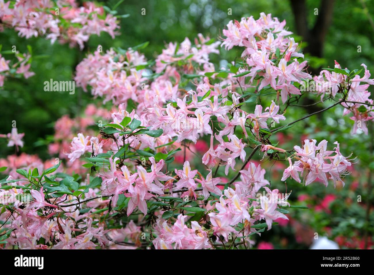 Rhododendron occidentale, commonly known as Western Azalea, in flower ...