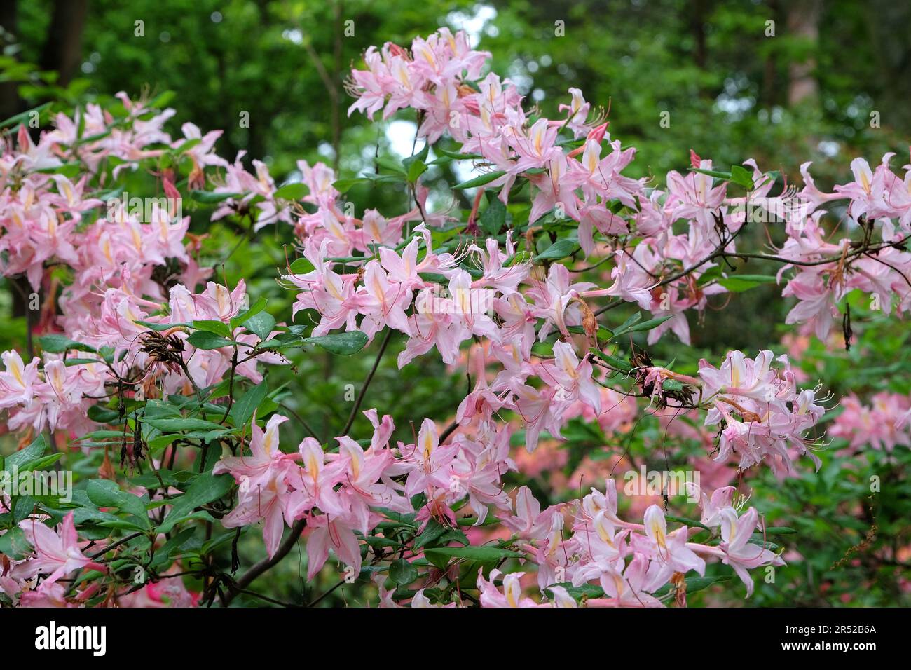 Rhododendron occidentale, commonly known as Western Azalea, in flower ...
