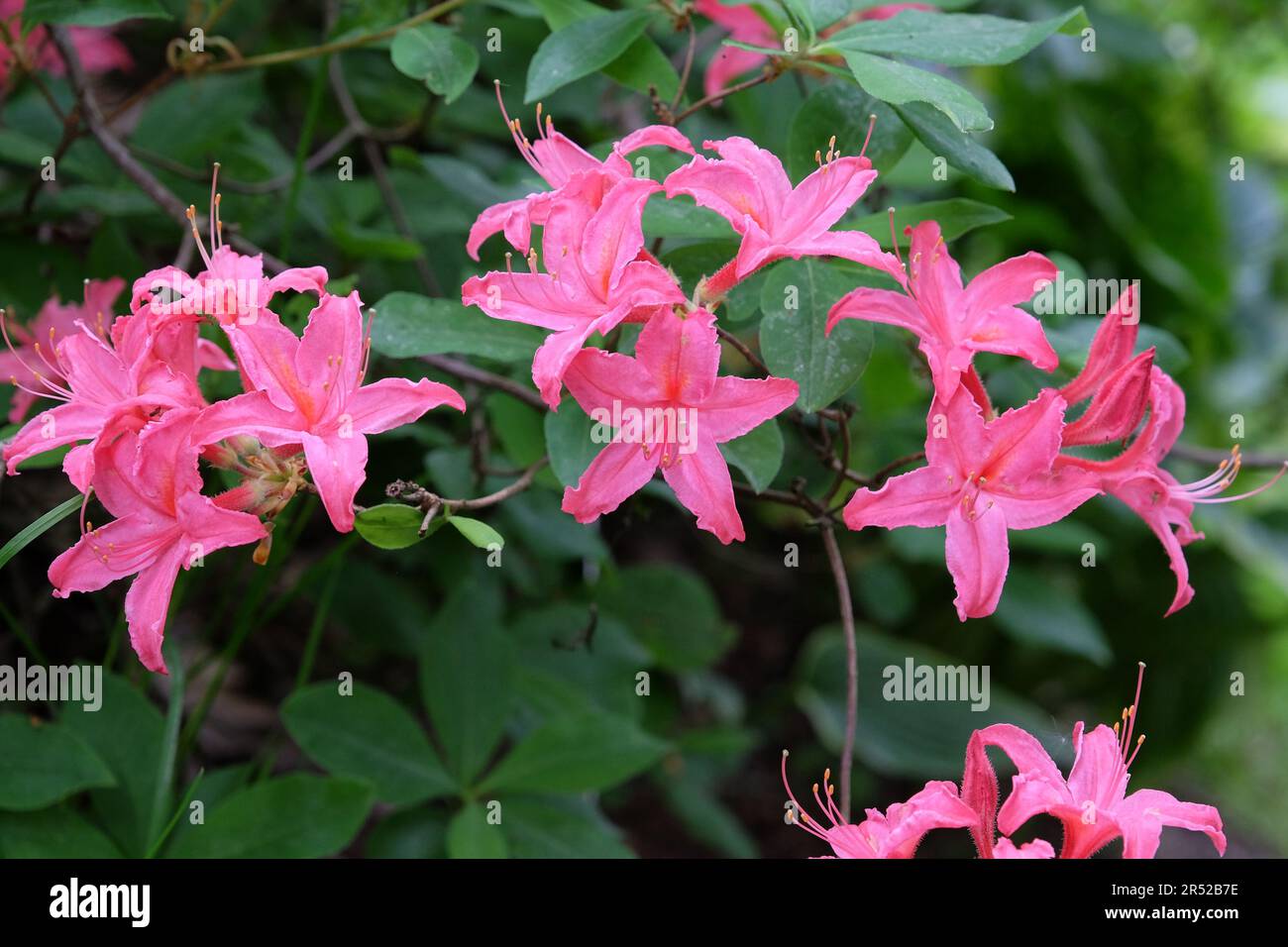 Rhododendron occidentale, commonly known as Western Azalea, in flower ...