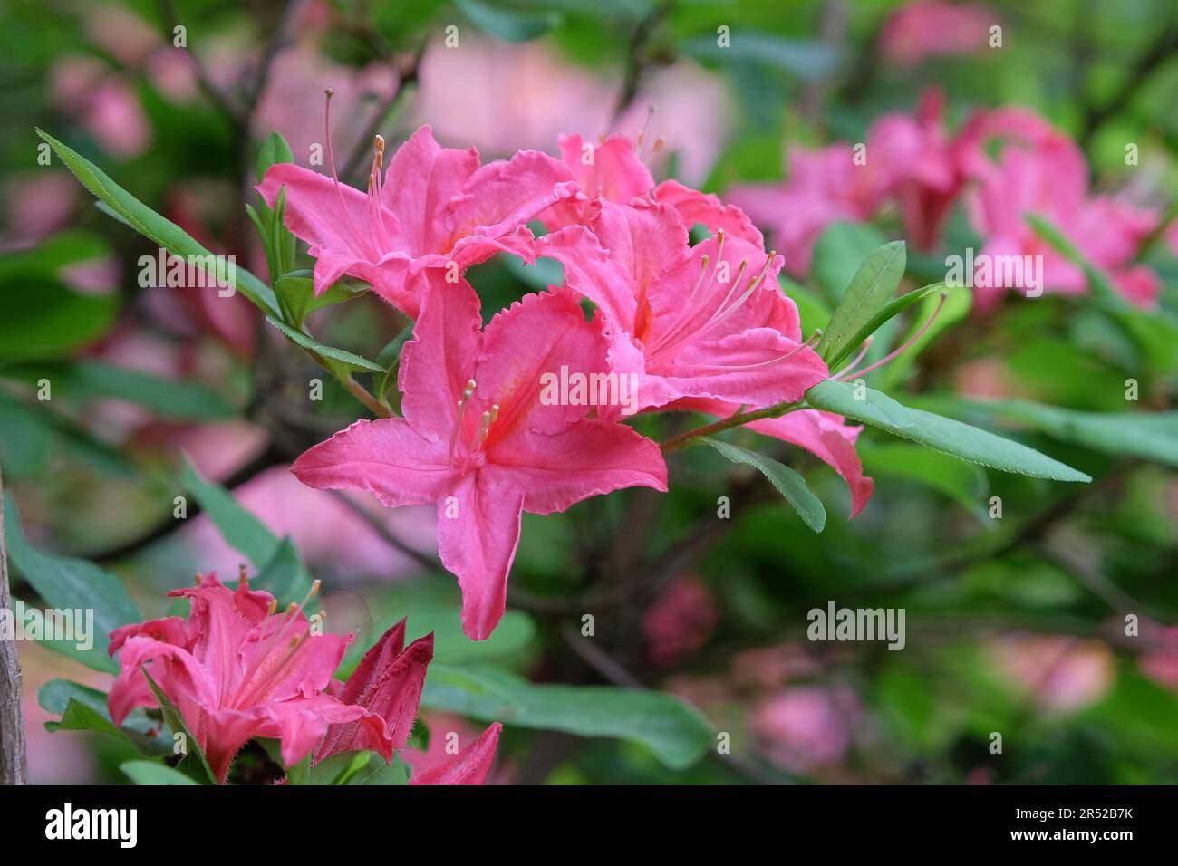 Rhododendron occidentale, commonly known as Western Azalea, in flower ...